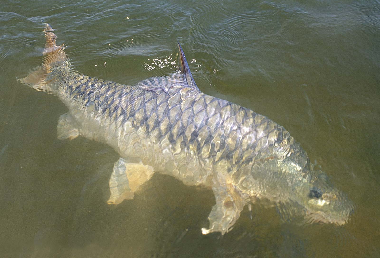 The Mightiest Mahseer – Harper